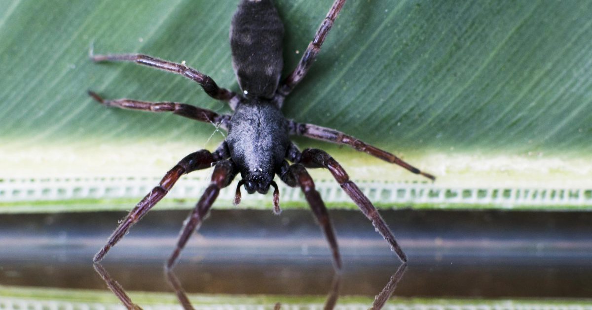 Spider Pest Control Auckland Central | Get Rid of Spiders