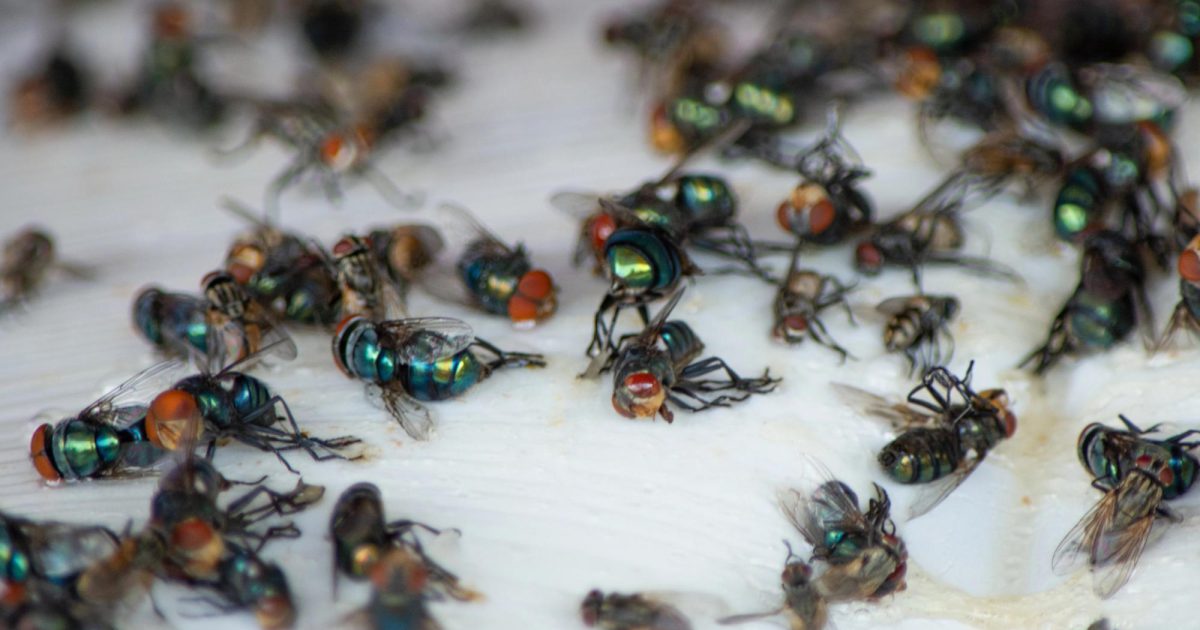 Fly Pest Control Auckland Central | Get Rid of Flies